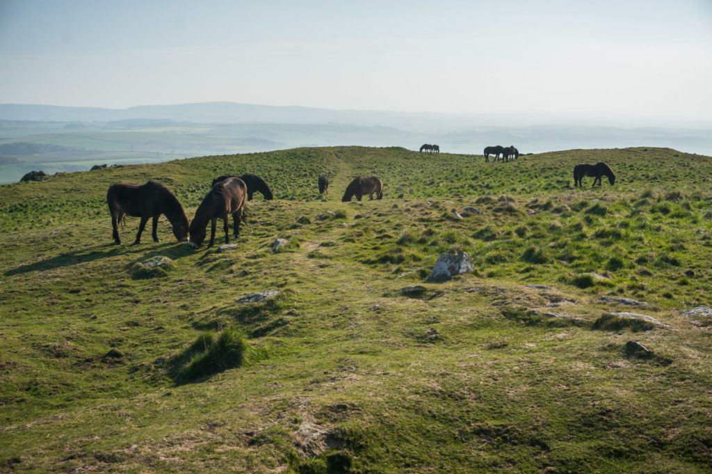 Picture This: Wild Ponies Atop Traprain Law - Traveling Savage